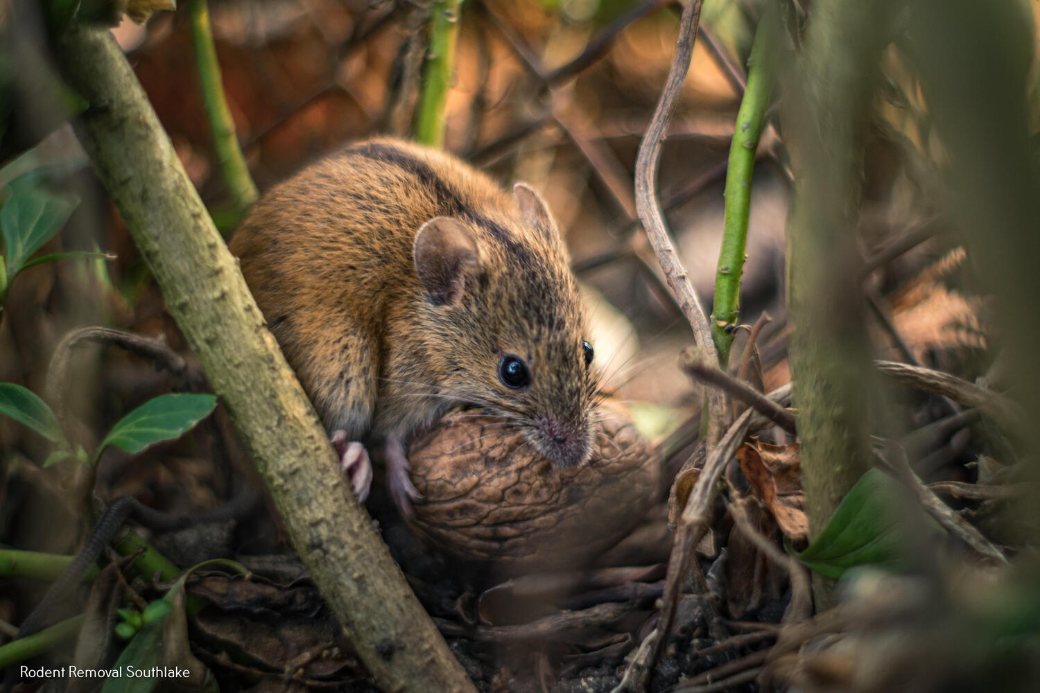 Critter Stop