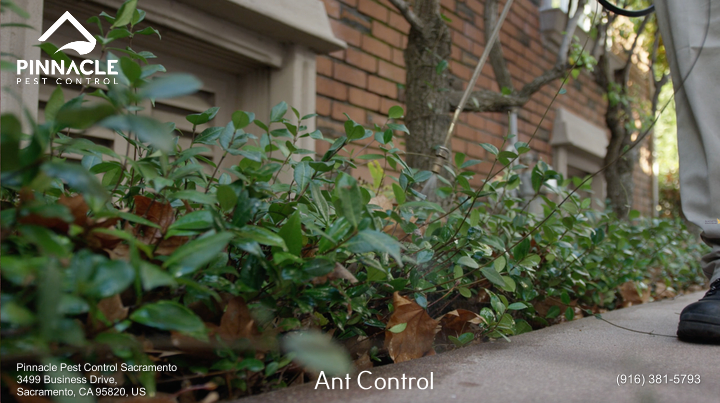 Pinnacle Pest Control - Blog